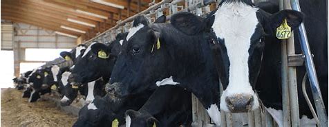 Building a global packaging supply network for Cargill Inc. without ...